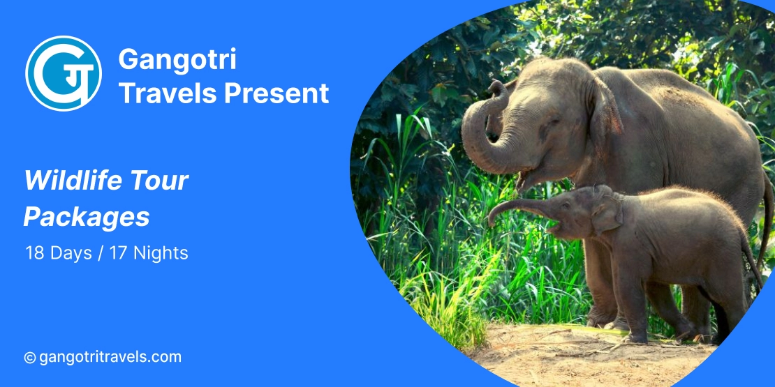 Book Best Wildlife Tour Package - Gangotri Travels